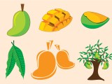 Mango Vector At Vectorified Collection Of Mango Vector Free For