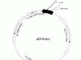 Pet21 Vector At Vectorified Collection Of Pet21 Vector Free For
