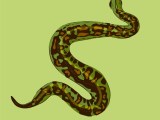 Python Vector At Vectorified Collection Of Python Vector Free For