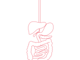 Vector Digestion At Vectorified Collection Of Vector Digestion