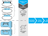 Viral Vector At Vectorified Collection Of Viral Vector Free For