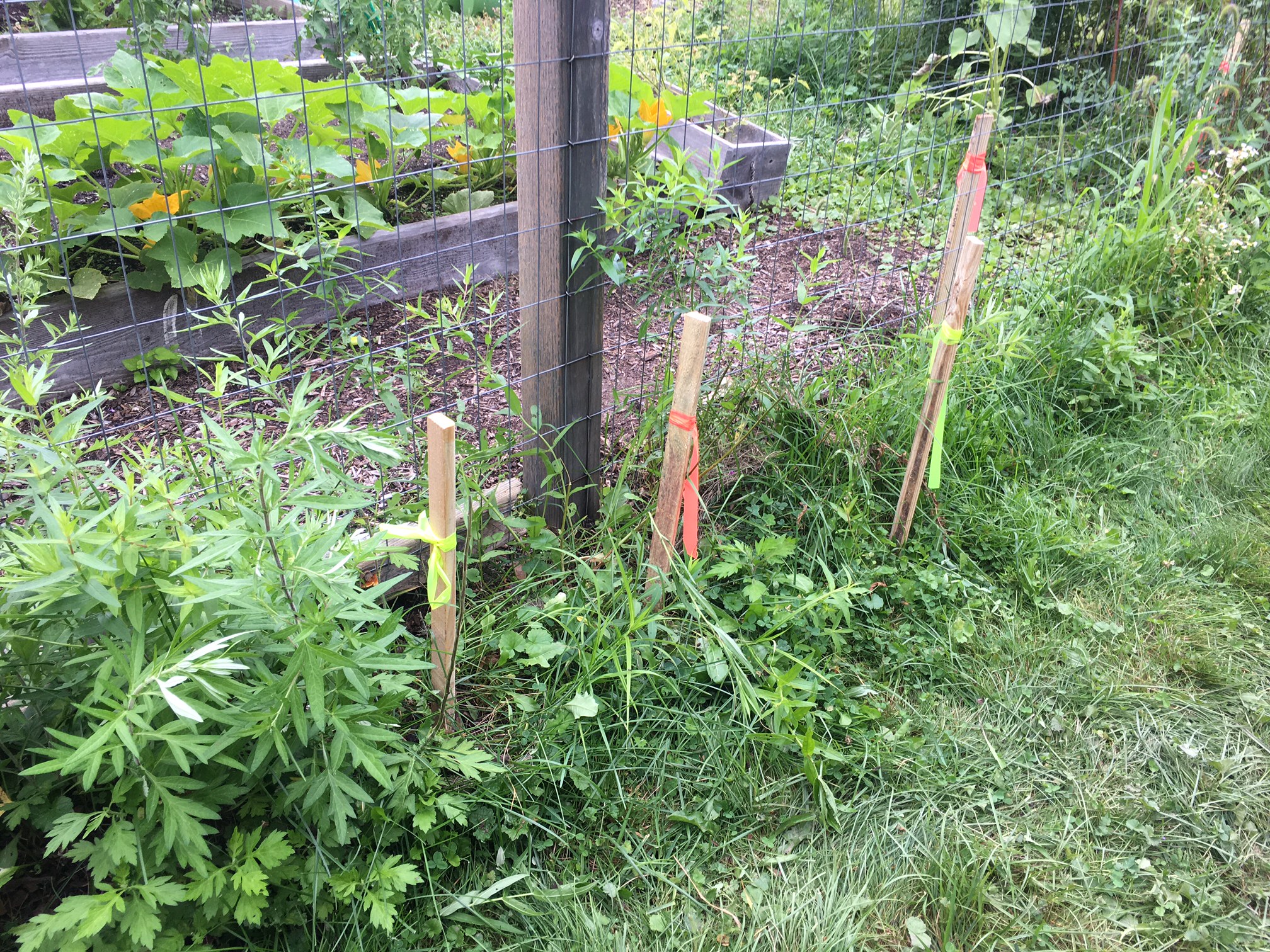 Vegetable Project | Creating hands-on learning opportunities