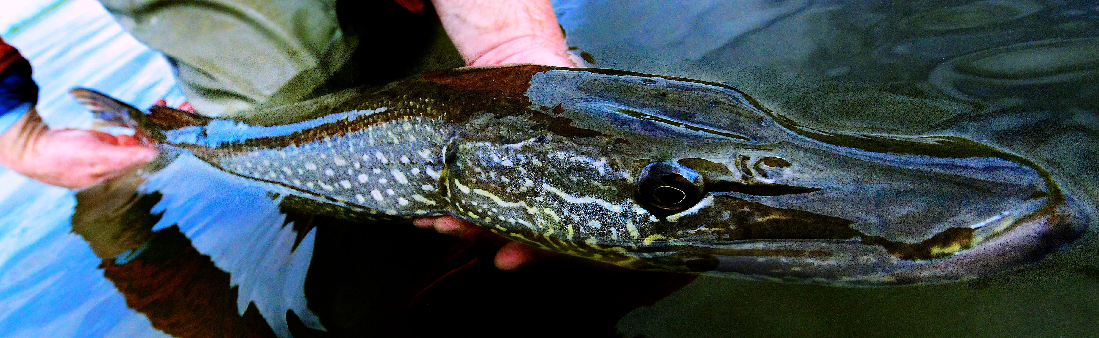 Fly Fishing Photo: Pike on the Fly from Faceless Fly Fishing Media ...