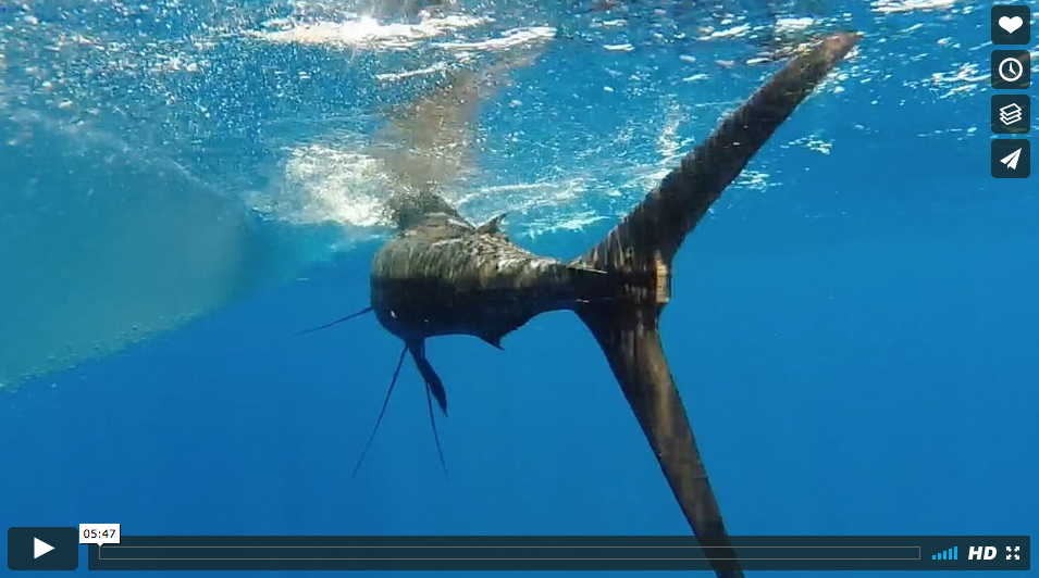 Video: Fly Fishing for Sailfish and Black Marlin at Exmouth – The ...