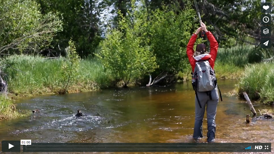 Video: Fly Fishing the Green Drake Hatch in Wyoming – The Venturing Angler