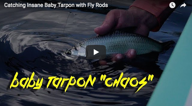 Video: Fly Fishing for Baby Tarpon in the Everglades – The Venturing Angler