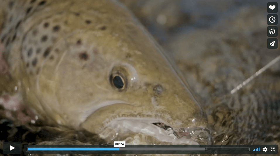 Video: Fly Fishing for Trout on the Filo Hua Hum – The Venturing Angler