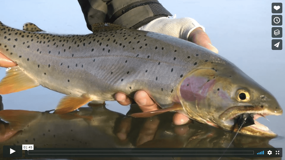 Video: Fly Fishing for Trout with Mice – The Venturing Angler
