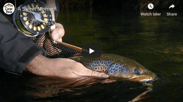 Video: A Brown Trout at Sunset – The Venturing Angler