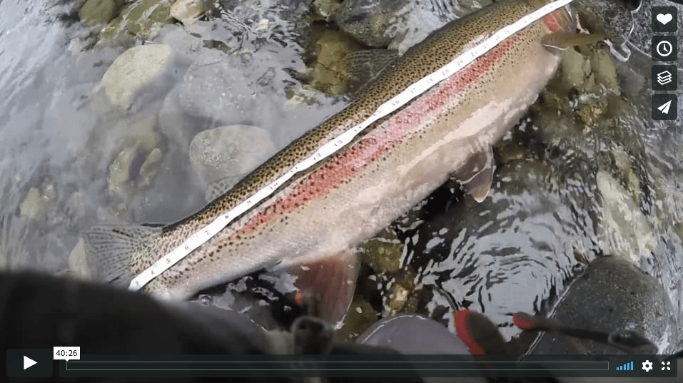 Video: Fly Fishing for Big British Columbia Steelhead – The Venturing ...