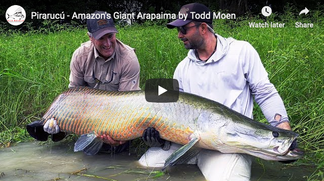 Video: Fly Fishing for Arapaima in Brazil – The Venturing Angler
