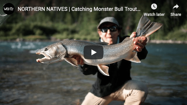 Video: Fly Fishing for Giant Bull Trout – The Venturing Angler
