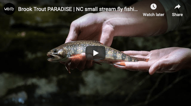 Video: Fly Fishing for Brook Trout in North Carolina – The Venturing Angler