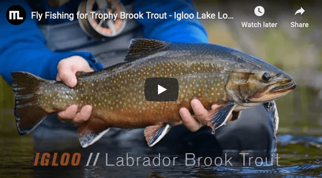 Video: Fly Fishing for Giant Brook Trout – The Venturing Angler
