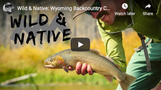 Video: Wild & Native: Wyoming Backcountry Cutthroat Trout – The ...