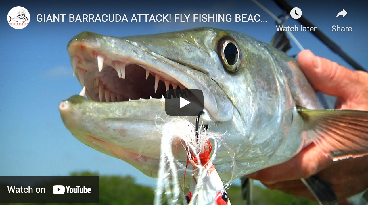 Video: Fly Fishing for Barracuda and Bonefish by Bike on the Beach ...