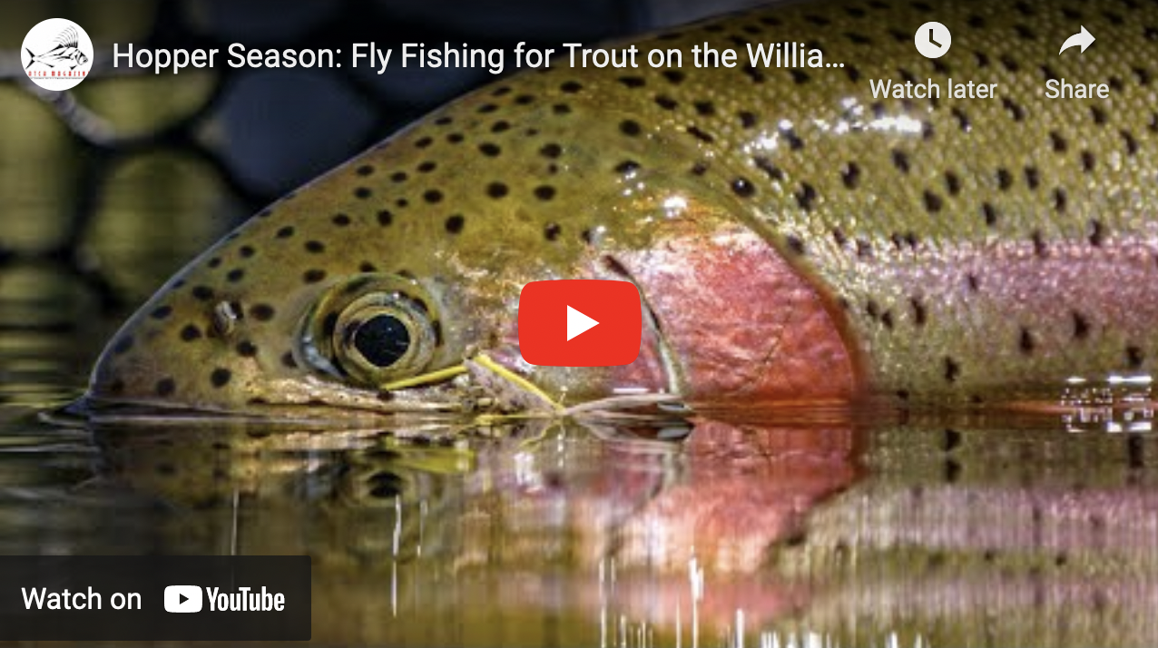 Video: Hopper Season: Fly Fishing for Trout on the Williamson River ...