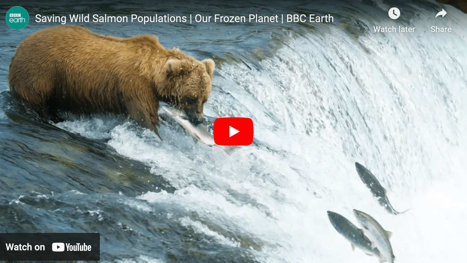 Video: Saving Wild Salmon in Alaska – The Venturing Angler