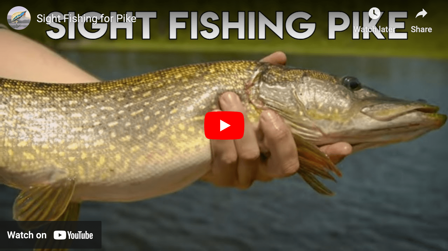 Video: Sight Fishing for Pike – The Venturing Angler