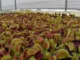 Complete Venus Flytrap Care Instructions Venus Flytrap World