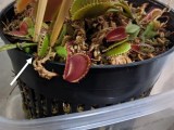 How To Feed A Venus Flytrap A Complete Guide With Pictures Venus