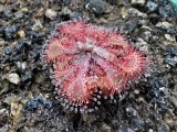 How To Feed Carnivorous Plants To Keep Them Alive Venus Flytrap World