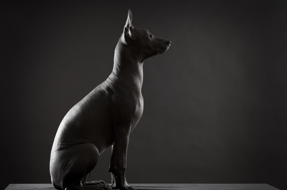 Razas de perros mexicanas: Un legado canino de México