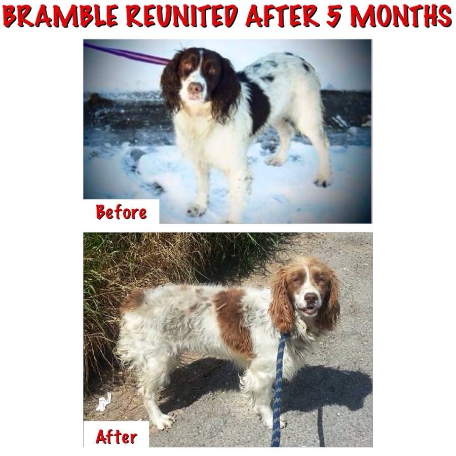 Before and After pictures of STOLEN BRAMBLE! - Vets Get Scanning