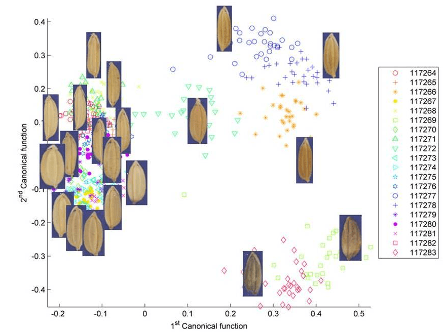 A virtual file Seed File for Genebank Management - Videometer