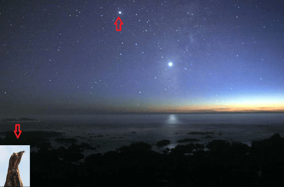 A ESTRELA D’ALVA E O URUTAU - VÍRUS DA ARTE & CIA - Lu Dias Carvalho