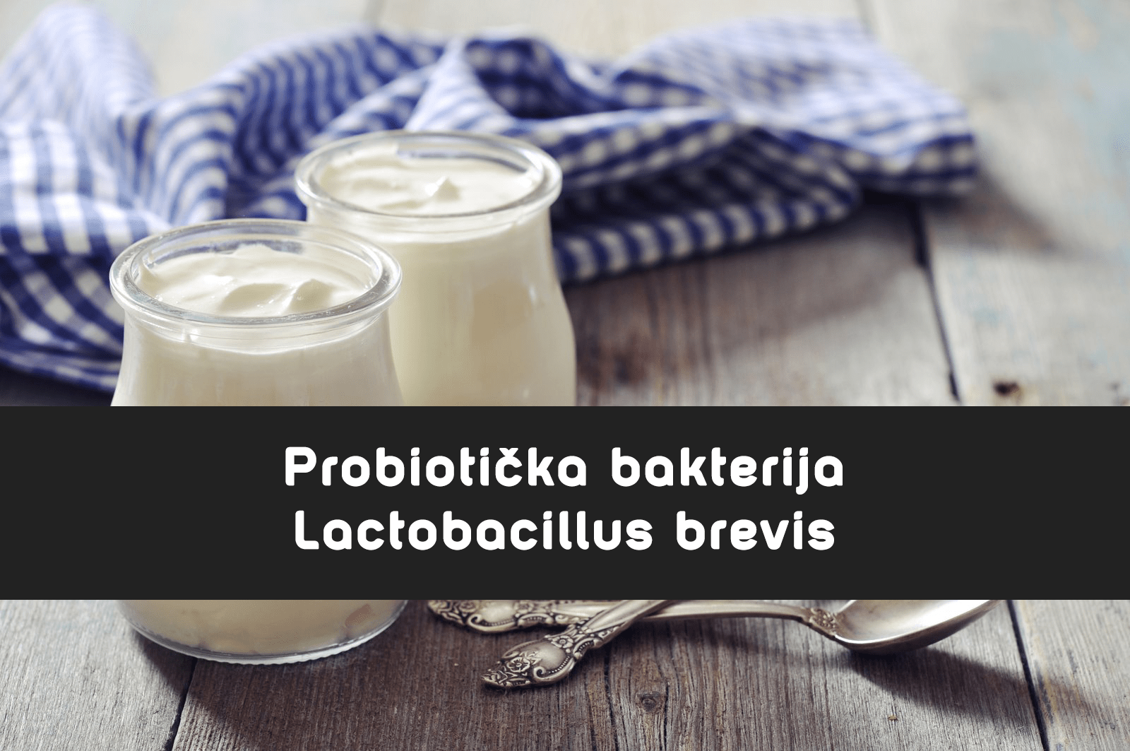 Lactobacillus brevis – probiotska bakterija » Vision Classic d.o.o.
