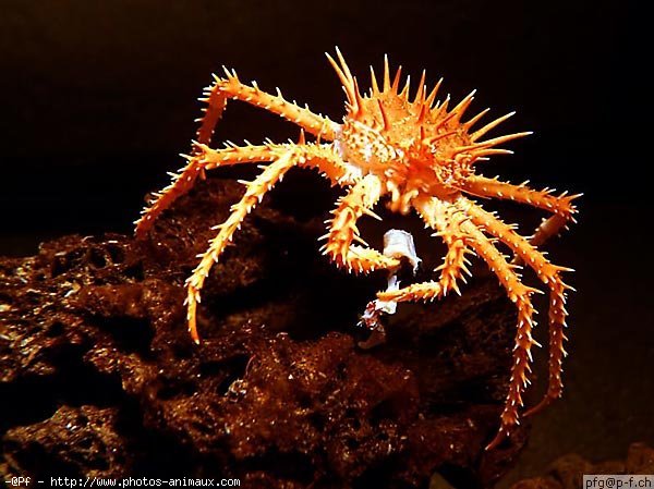 Giant Sea Spider Facehugger