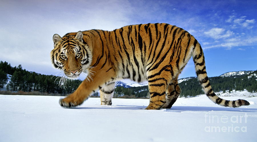 Alaskan Tiger – Another Great Beast of the North?