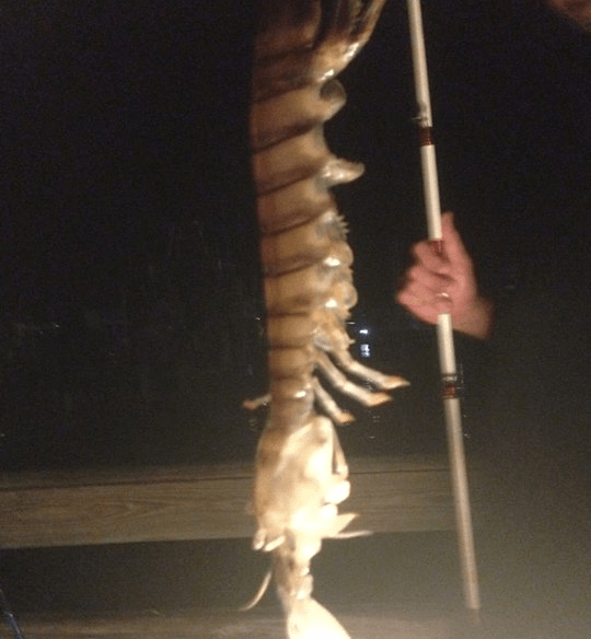 Giant Shrimp Caught Off Florida Coast: Hoax or Cryptid?