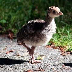 Turkey Lore and Gobblesquatch