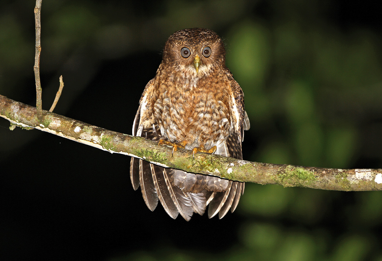 The Blue Owl of the Philippines 19-31
