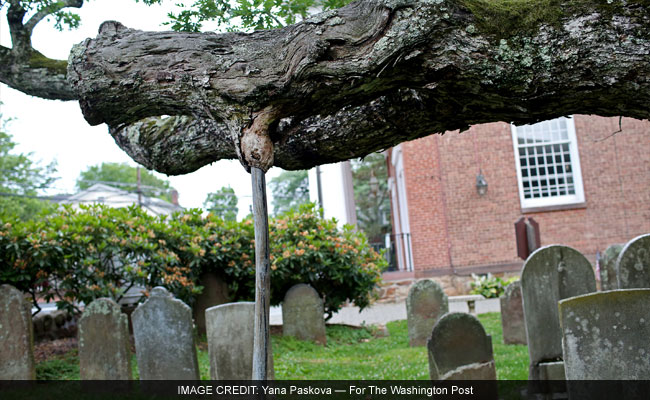 New Jersey’s Devil Tree