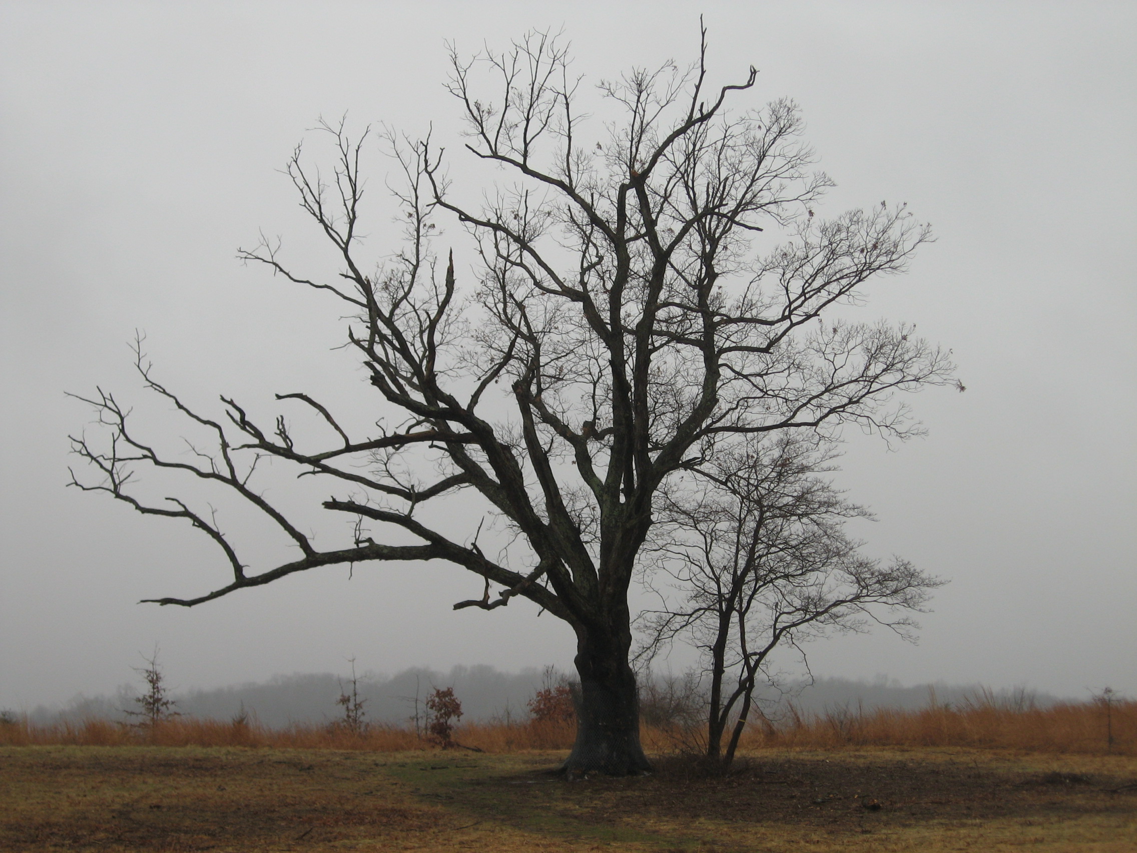 New Jersey’s Devil Tree