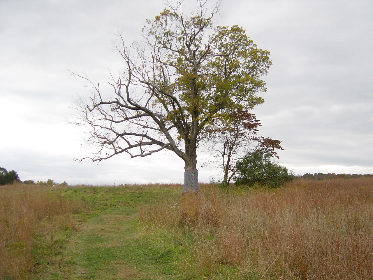 New Jersey’s Devil Tree