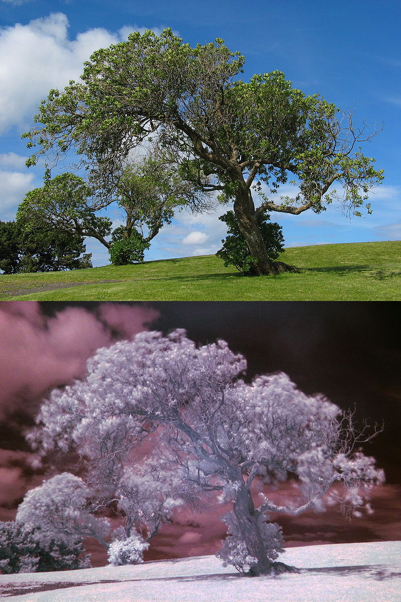 Ultraviolet Flowers, Infrared Trees - VsQ - The Visual Squirrels