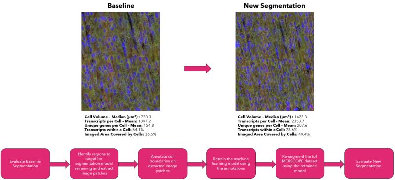 Example Re Segmenting A Merscope Heart Dataset With A Machine Learning - Premium City Illustration Gallery - Full HD