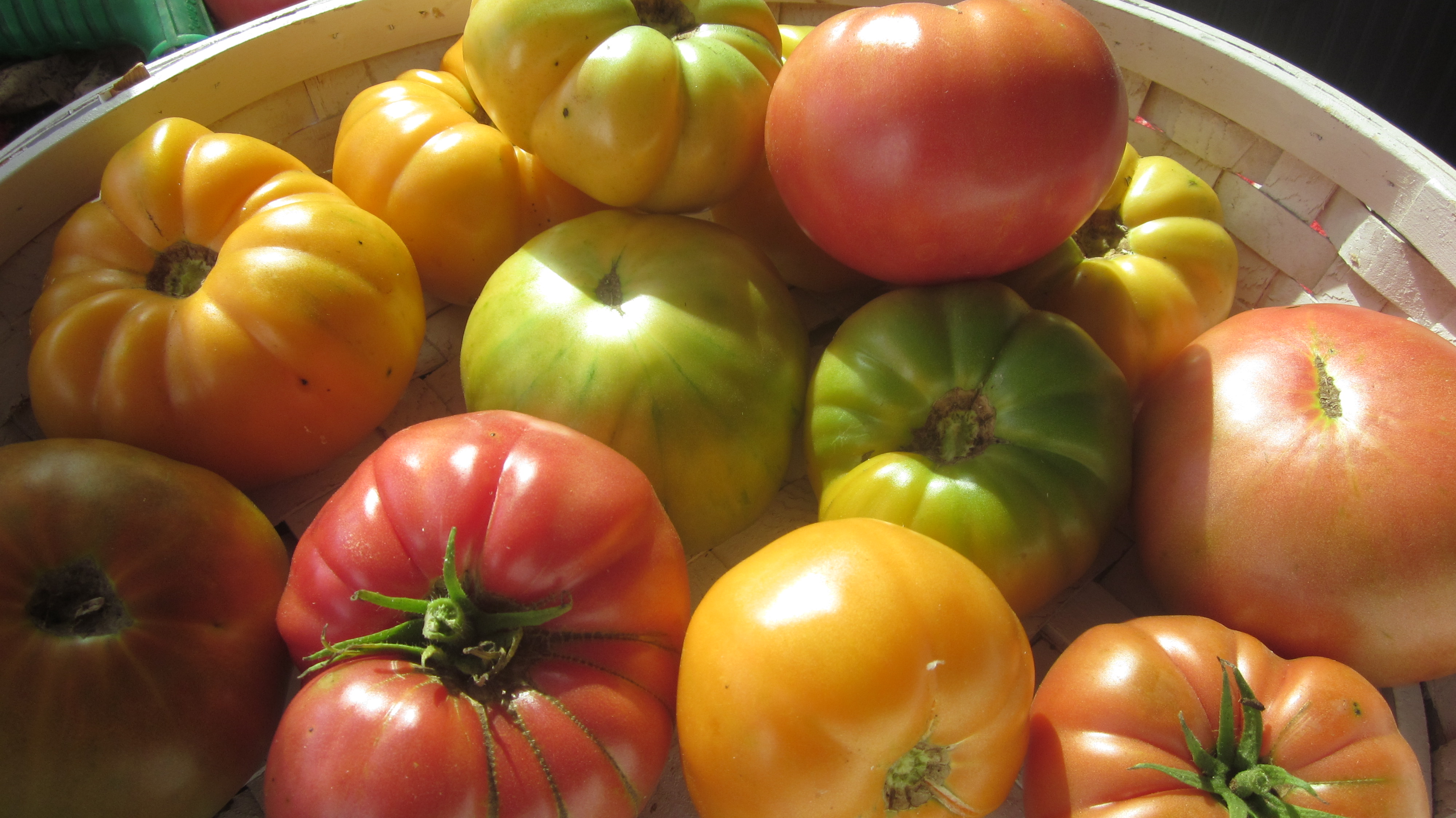 FREE heirloom tomato seeds collection giveaway! - vomitingchicken.com