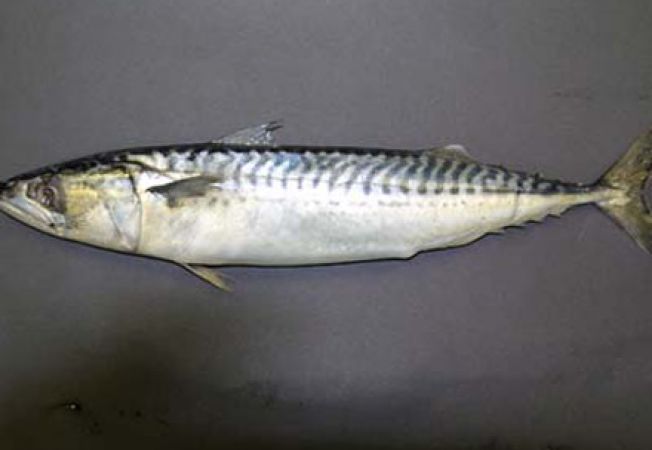 Un Macrou, Doi...? Care Este Pluralul "macroului"? - Află...