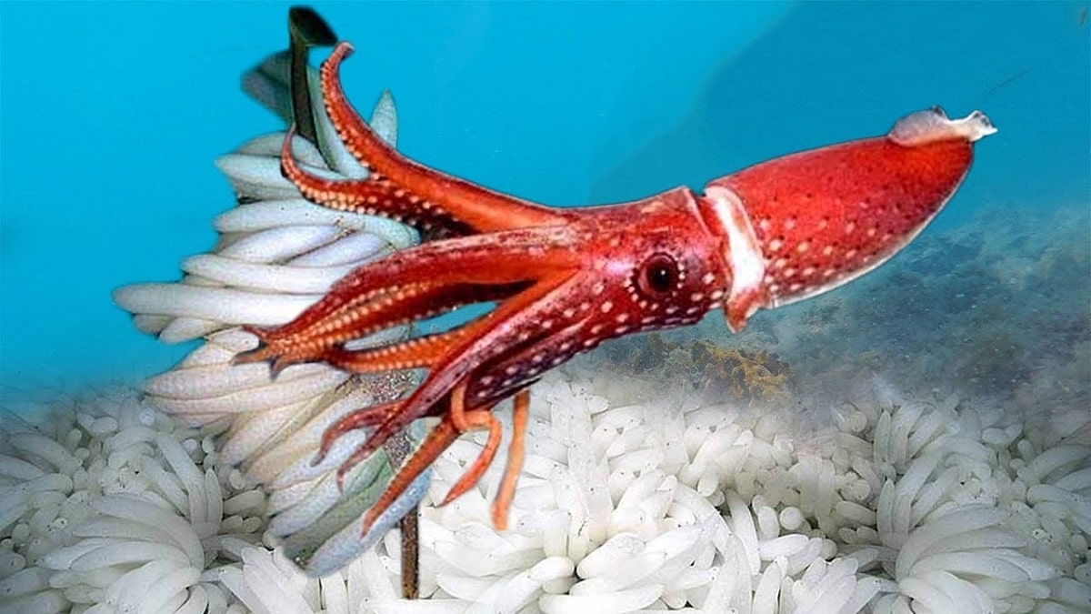 „Calmar” Sau „calamar”? Cum Este Corect în Limba Română?