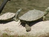 7 Tips For Successfully Hatching Map Turtle Eggs Voyo Pets