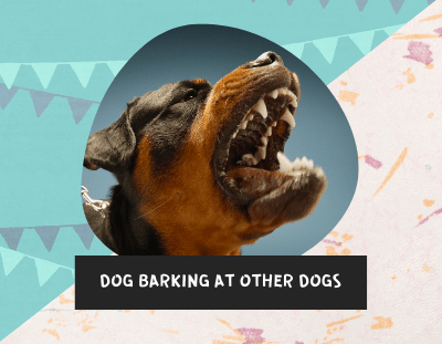 Why is my Dog barking at other dogs? | 3 simple reasons and solutions