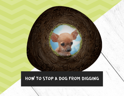 How to stop a dog from digging | 7 ways to curb digging behavior in dogs