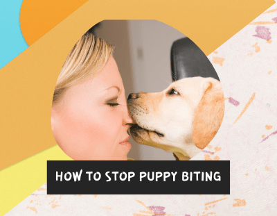 How to stop Puppy Biting | 6 Easy ways to curb puppy biting