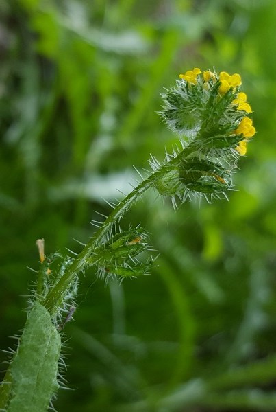 Common Fiddleneck | Wakefield Naturalists' Society | nature club Wakefield