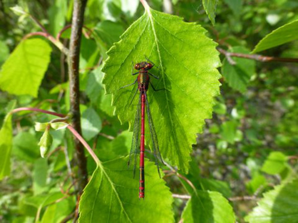 Sightings from Woolley Colliery | Wakefield Naturalists' Society ...